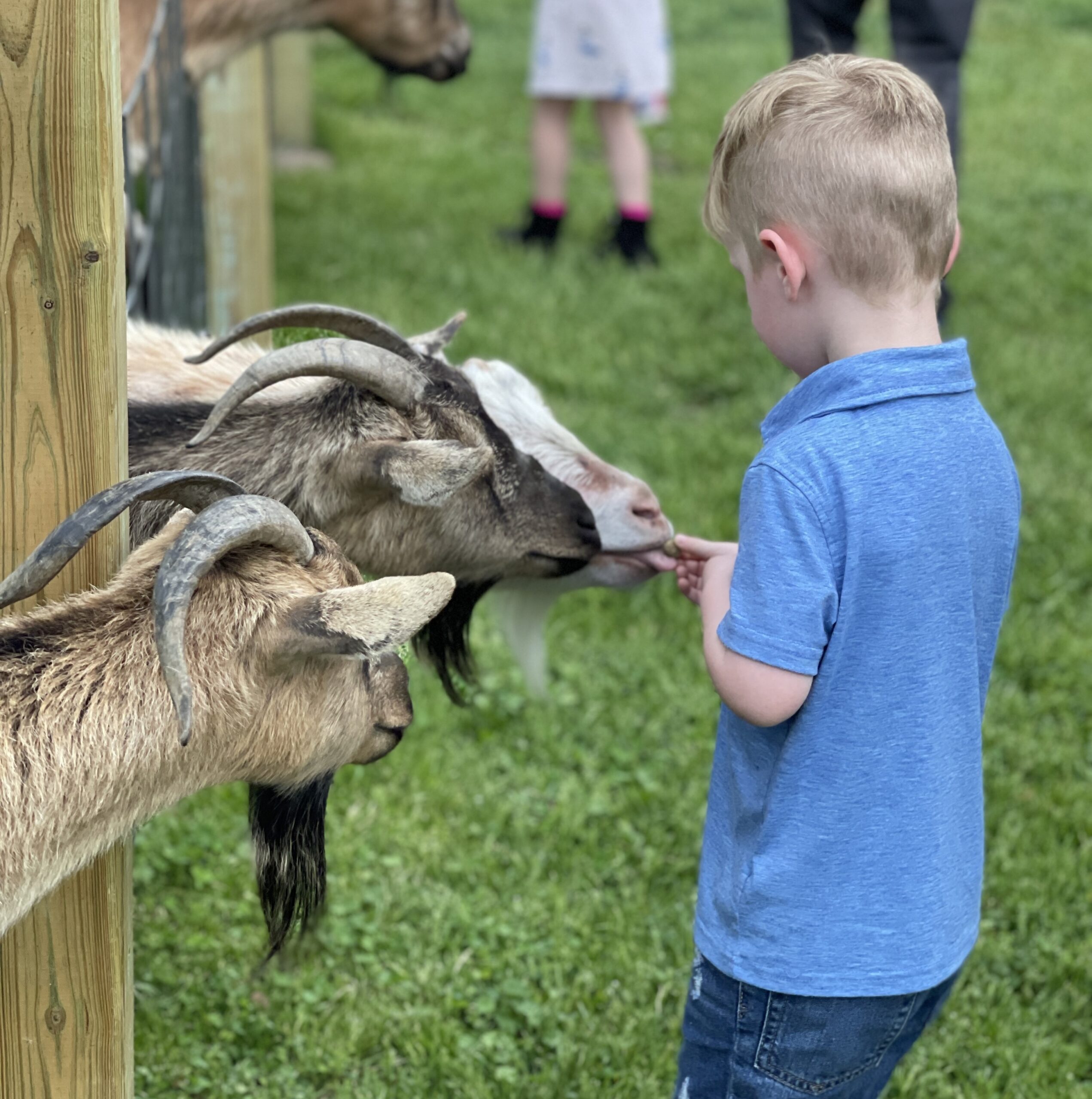 Summer Tours - Post Family Farm